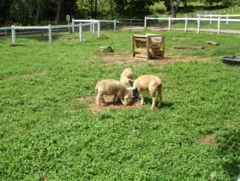 Muscoot Farm - Scenic Hudson