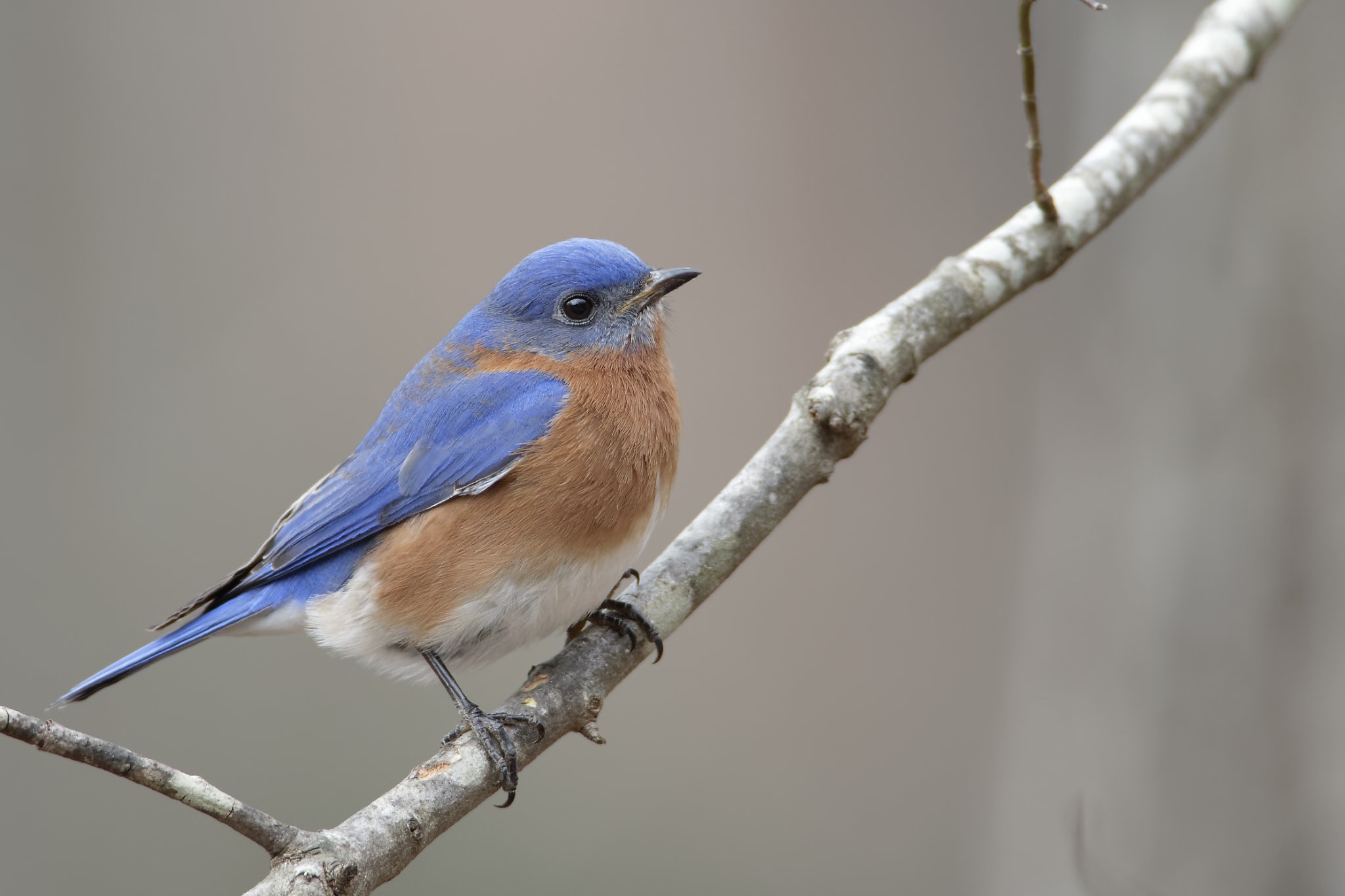 Red, White & Bluebird - Scenic Hudson