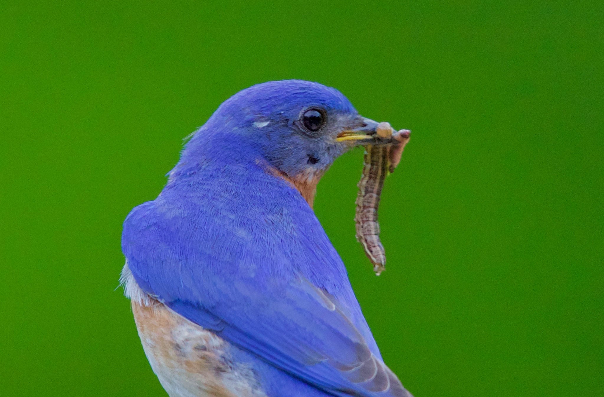 Red, White & Bluebird - Scenic Hudson