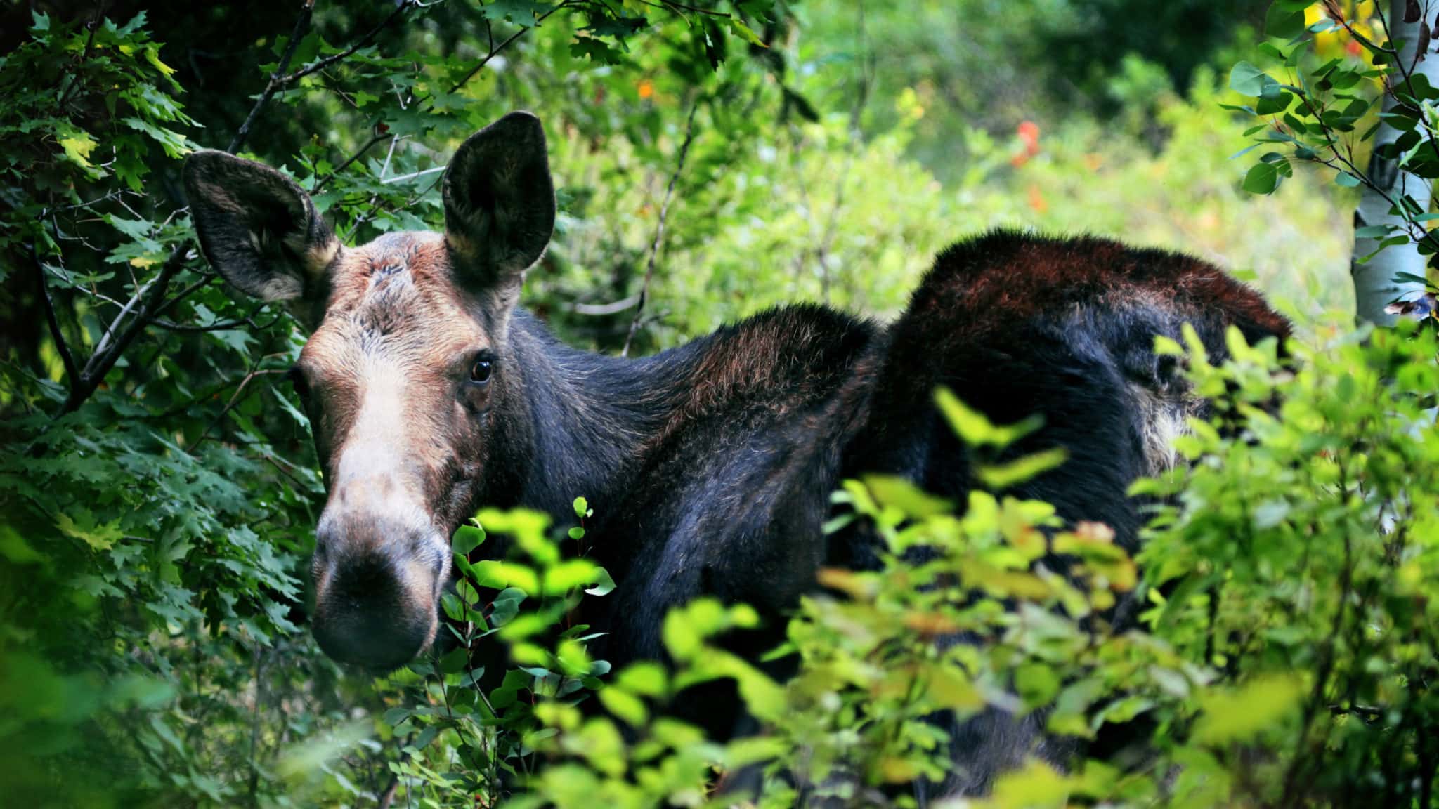 Big Beasts - Scenic Hudson