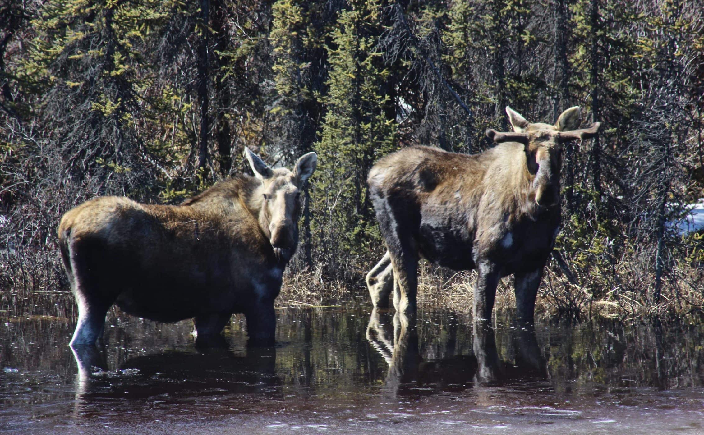Big Beasts - Scenic Hudson