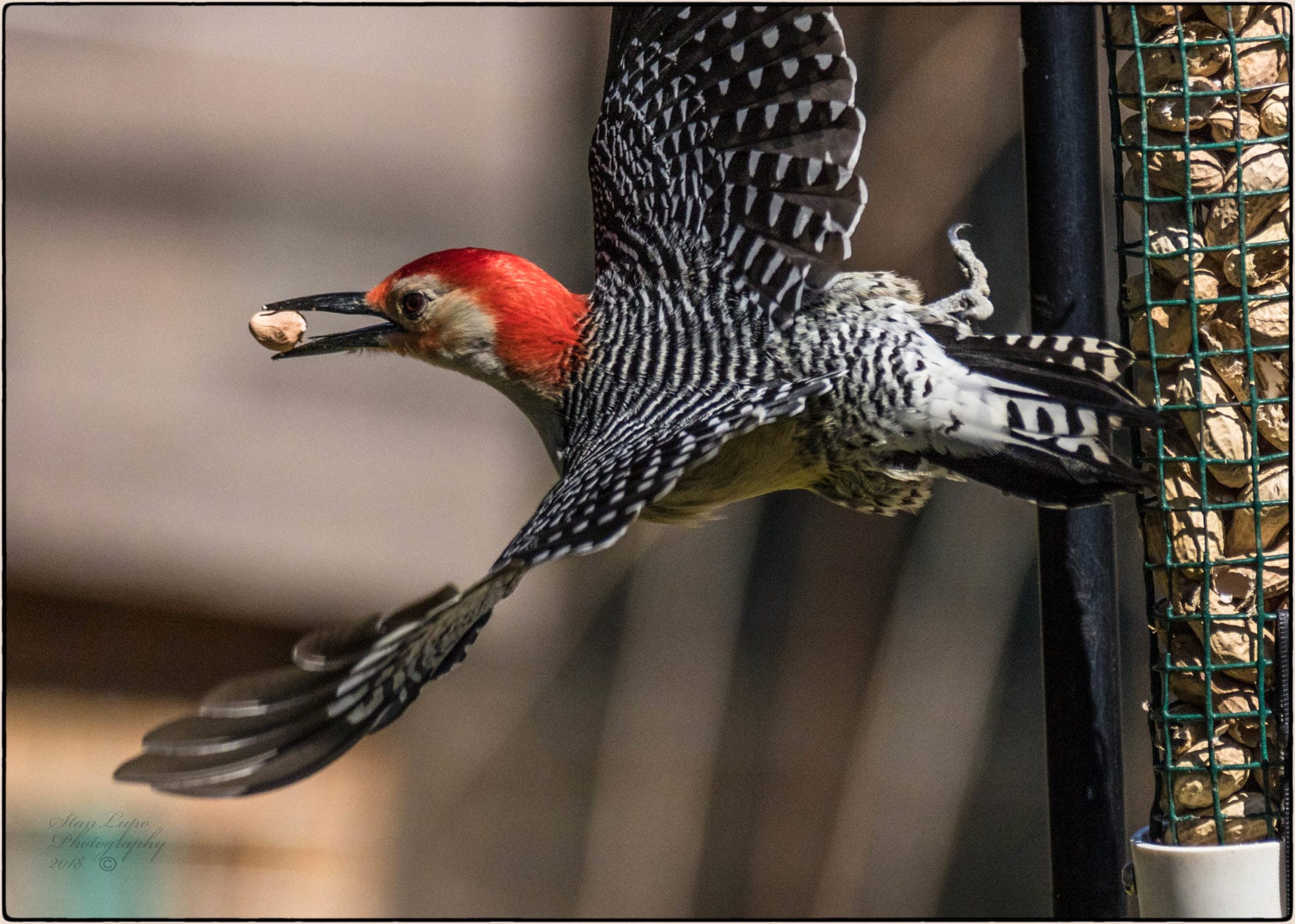 Bird Breeding Atlas - Scenic Hudson