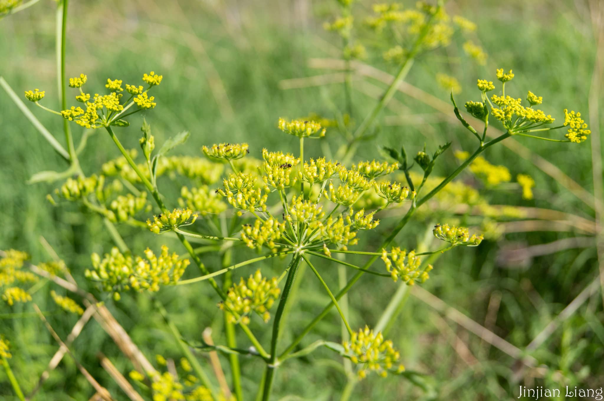 Don't Touch That Plant! - Scenic Hudson