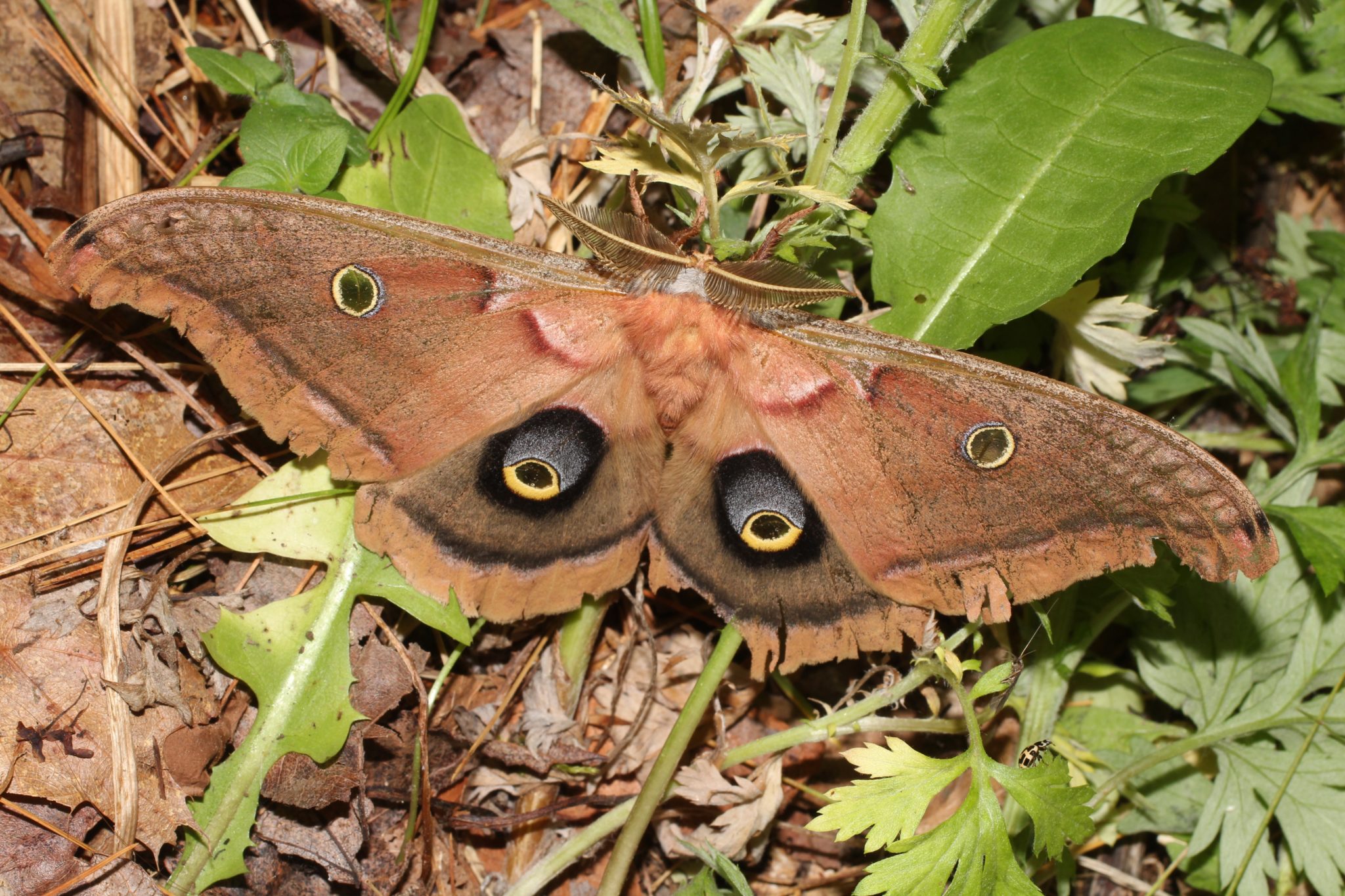 It's National Moth Week - Scenic Hudson