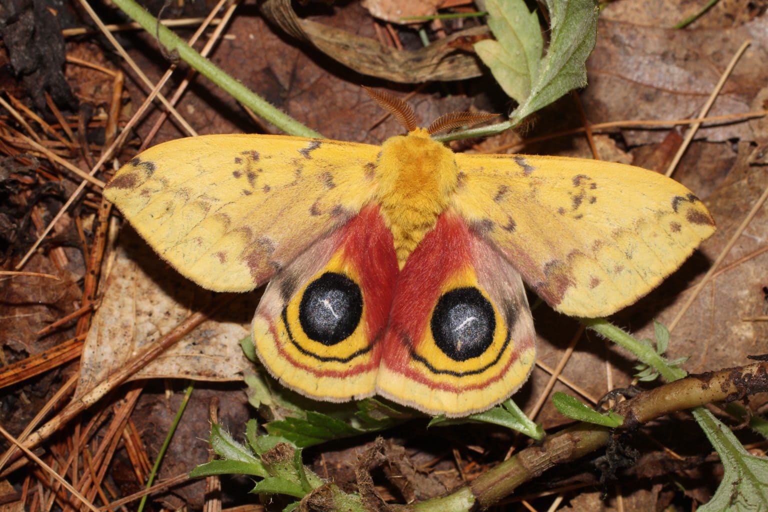 It's National Moth Week - Scenic Hudson