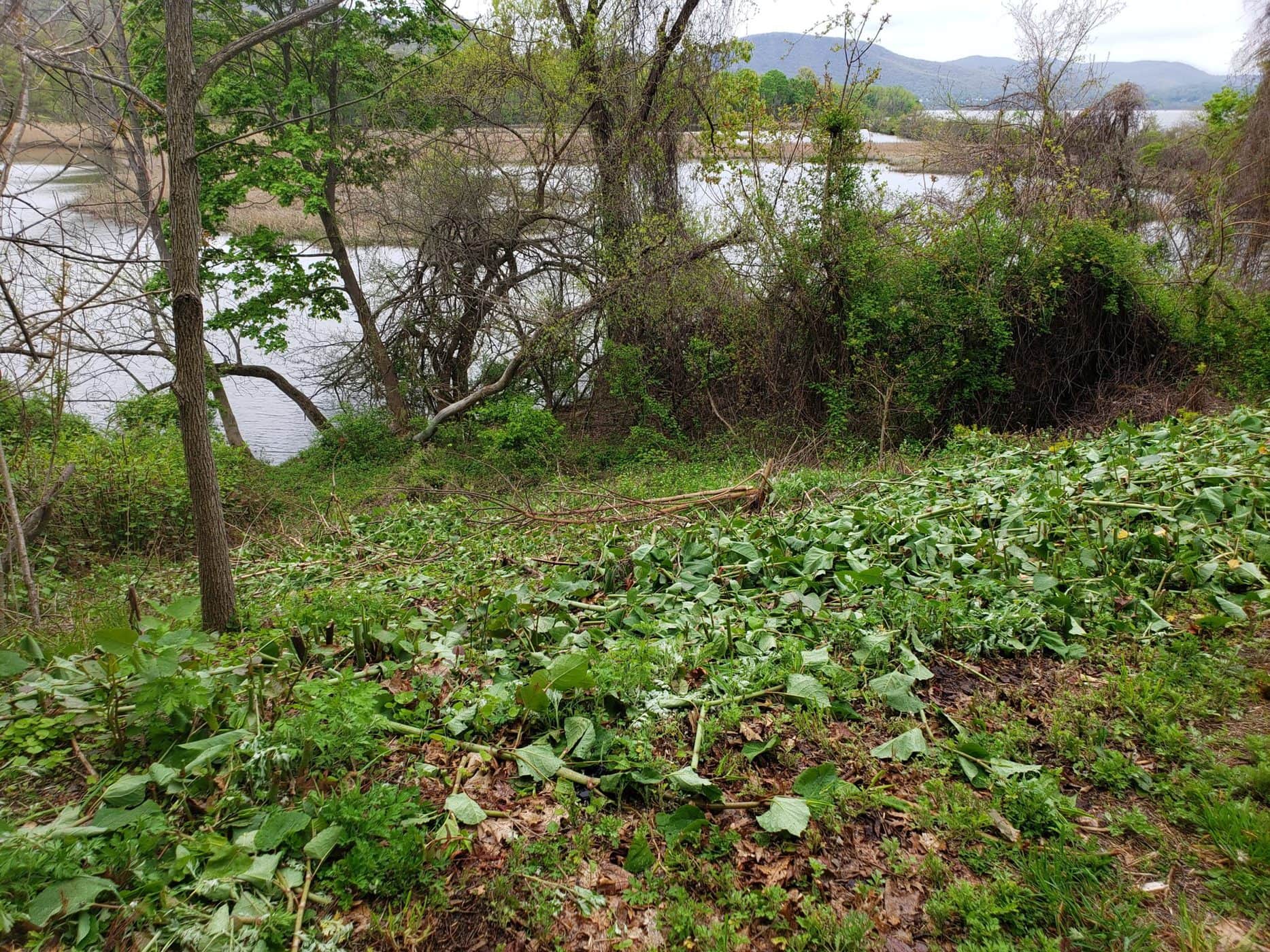 Solving a Knotty Knotweed Problem - Scenic Hudson