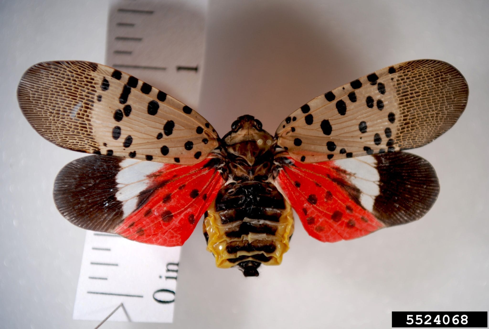 Watch Out for Spotted Lanternflies - Scenic Hudson