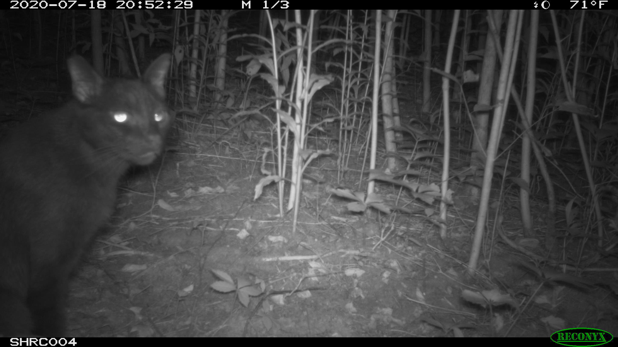 Make Your Cat an Eco-Asset - Scenic Hudson