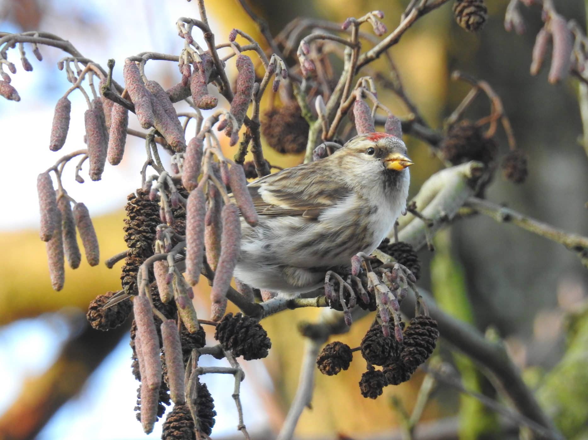The Valley's Fall Birdwatching Forecast - Scenic Hudson