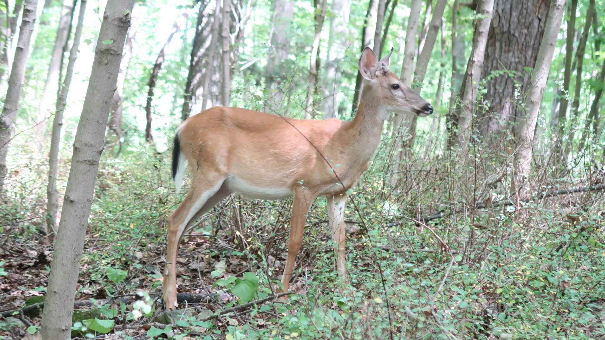 Hiking & Hunting 101 - Scenic Hudson