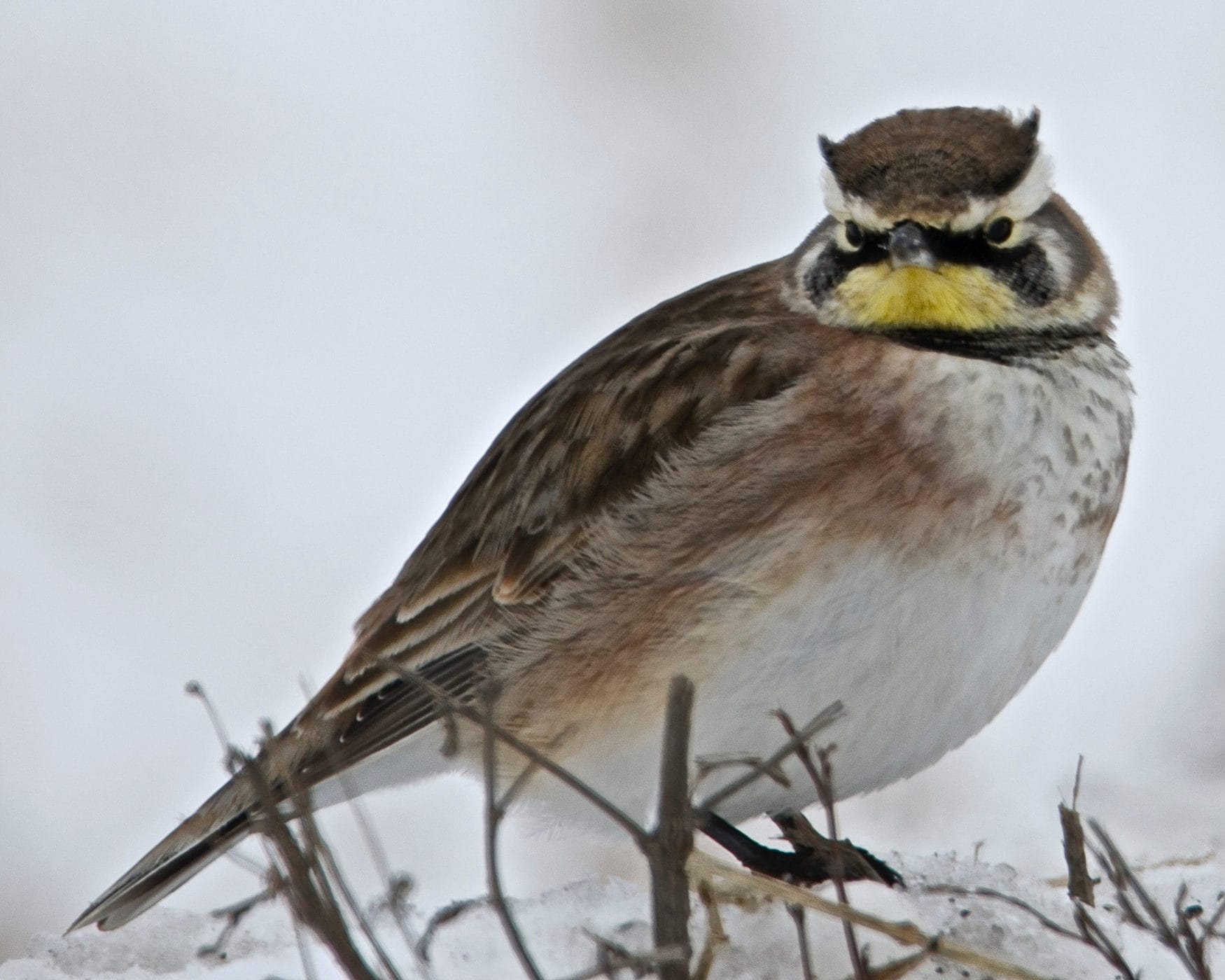 The Valley's Fall Birdwatching Forecast - Scenic Hudson