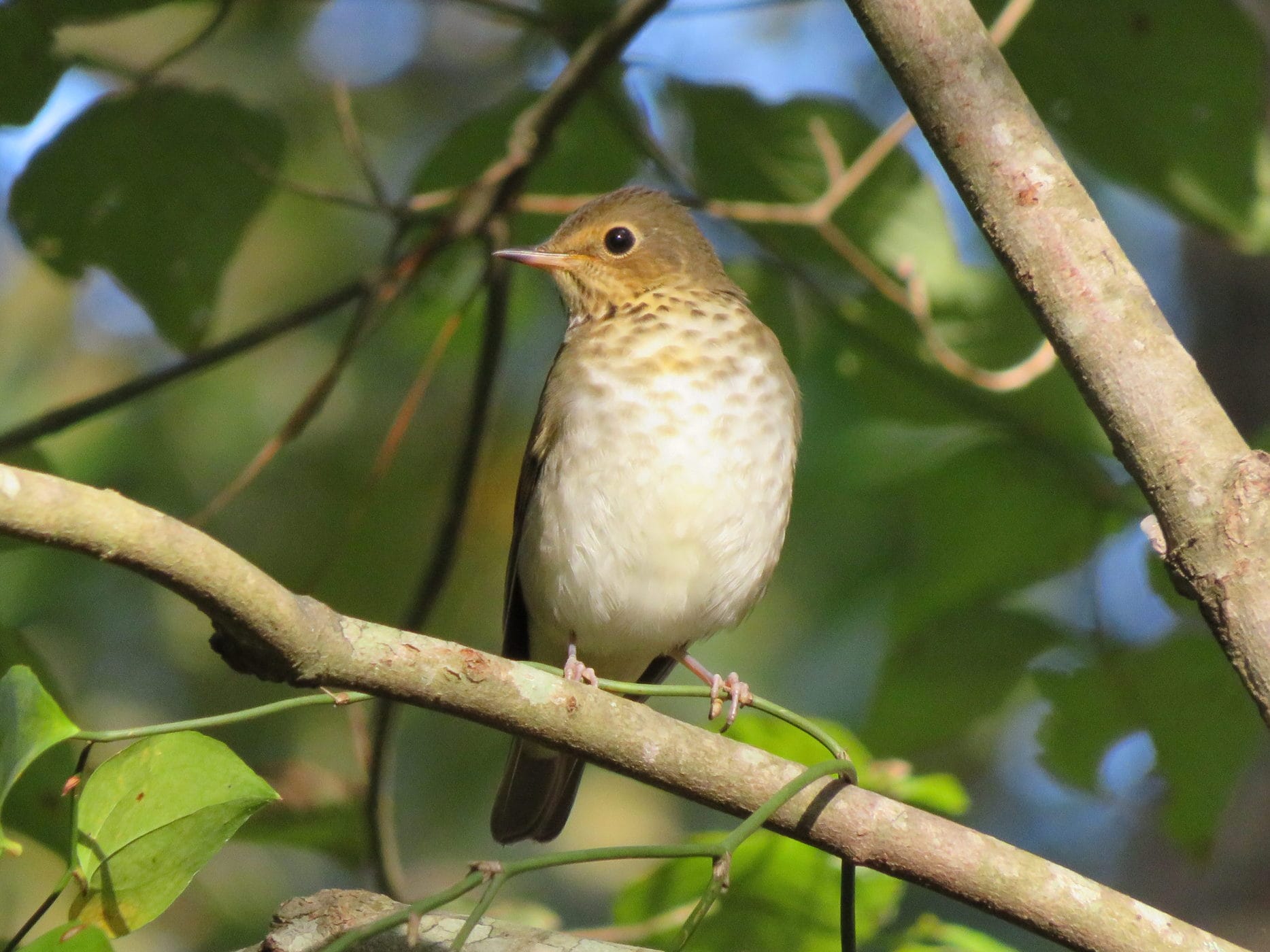 The Valley's Fall Birdwatching Forecast - Scenic Hudson