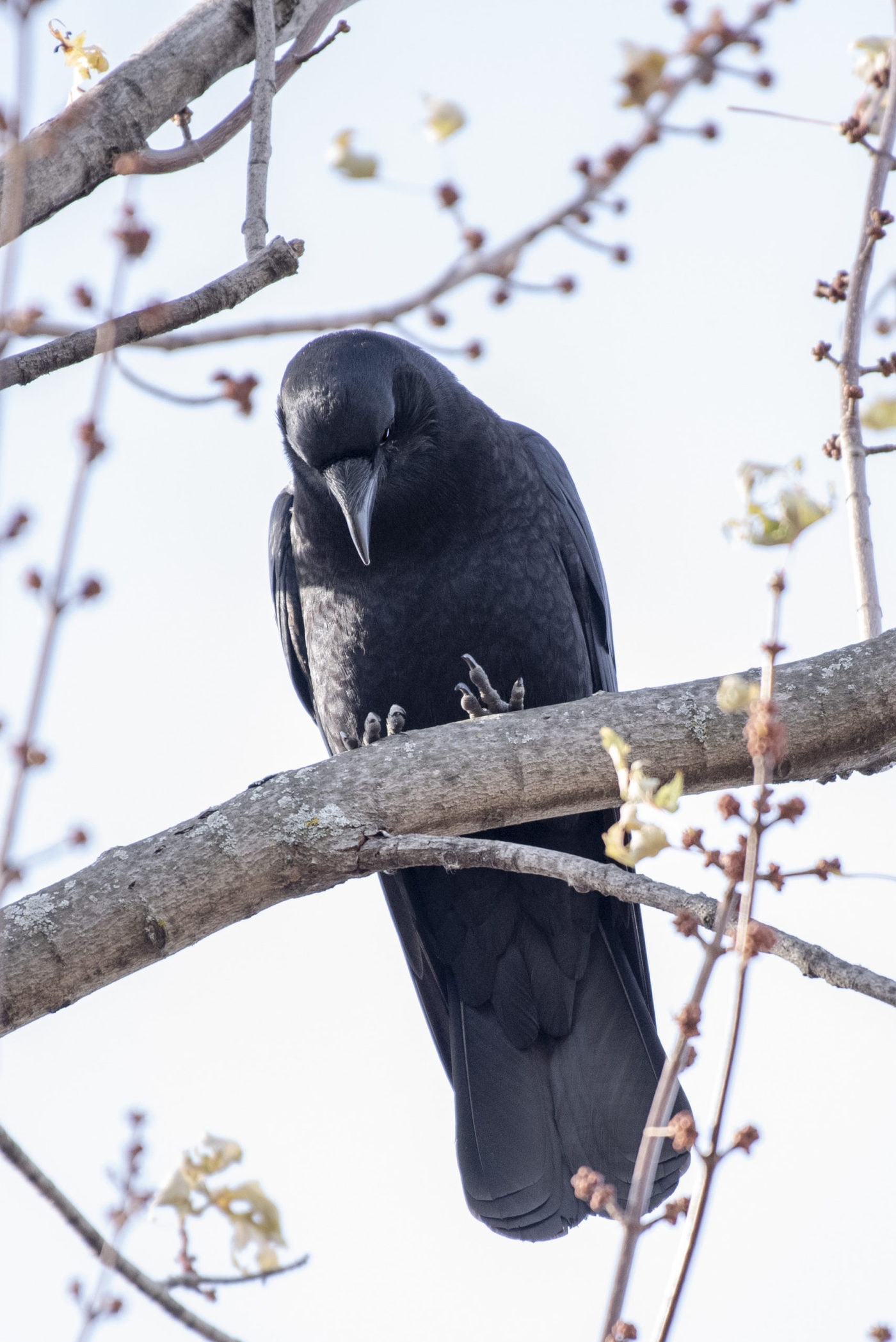 Poughkeepsie's Massive Crow Roost - Scenic Hudson