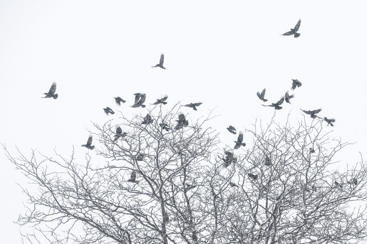Poughkeepsie's Massive Crow Roost - Scenic Hudson