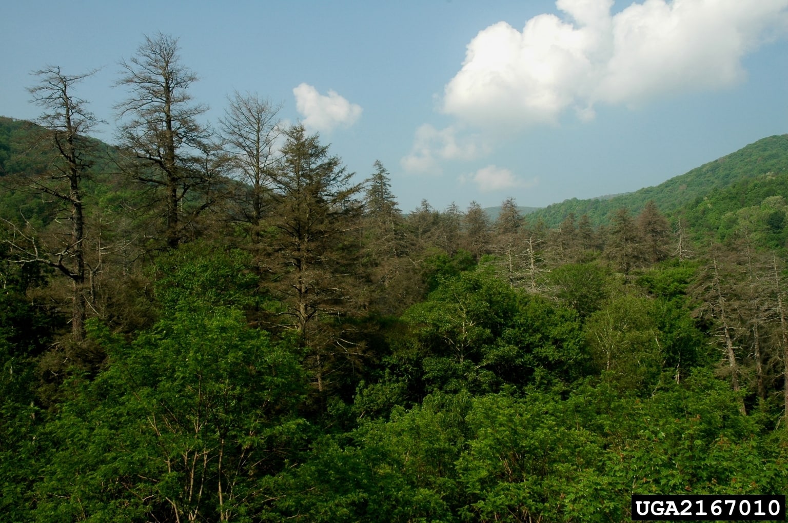 Woolly Adelgids Threaten Eastern Hemlock Trees - Scenic Hudson