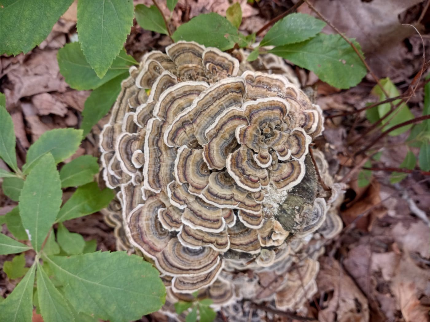 Guided Foraging in the Hudson Valley - Scenic Hudson