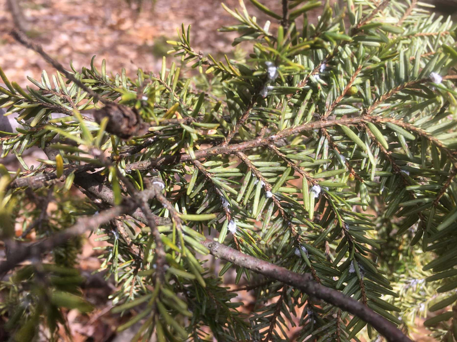 Woolly Adelgids Threaten Eastern Hemlock Trees - Scenic Hudson