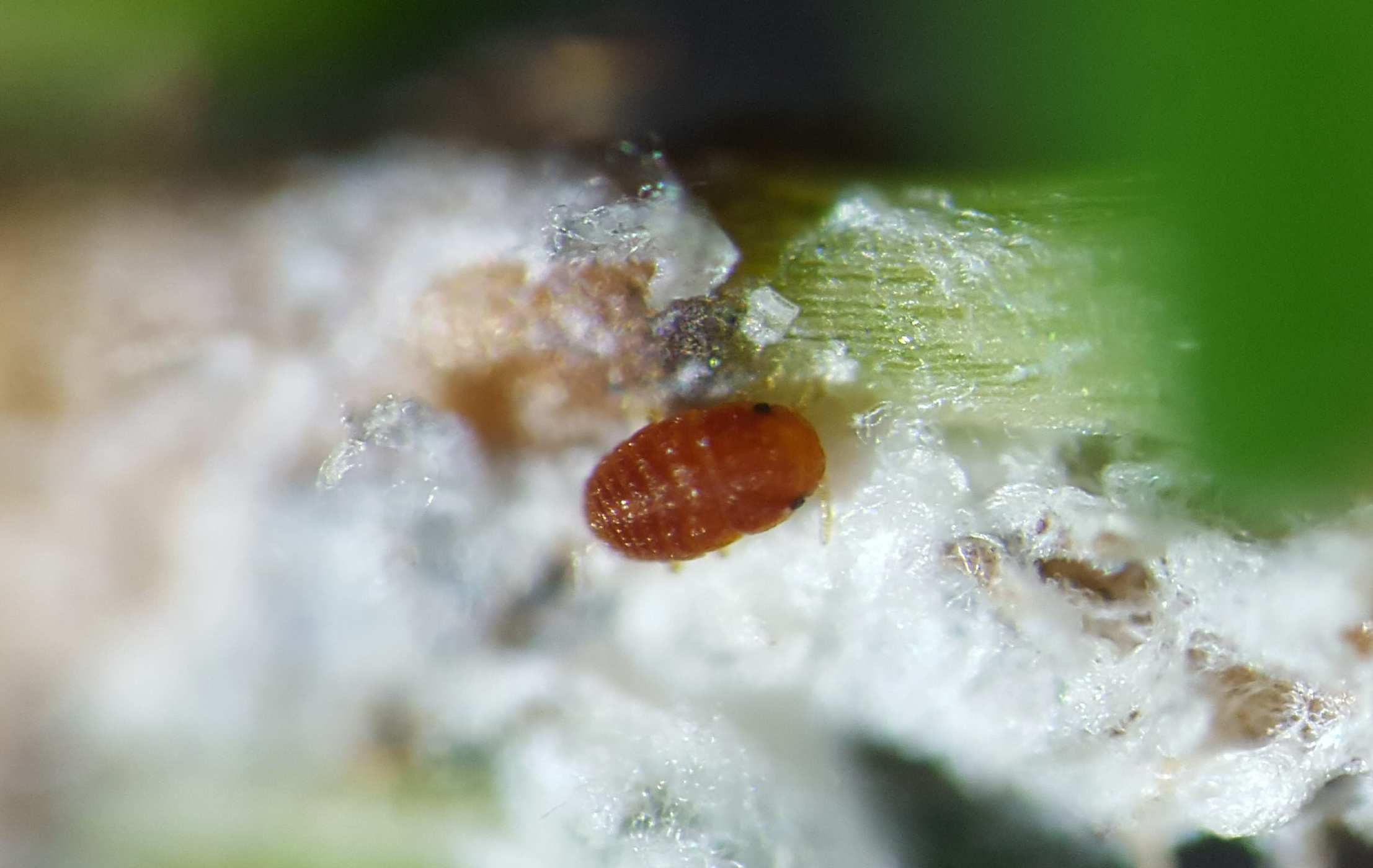 Woolly Adelgids Threaten Eastern Hemlock Trees - Scenic Hudson