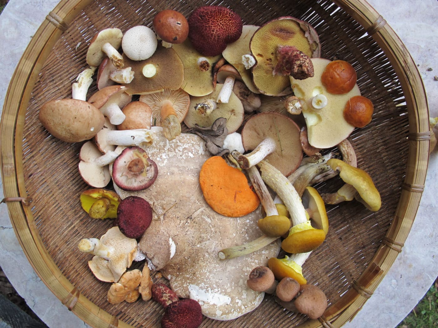 Guided Foraging in the Hudson Valley - Scenic Hudson