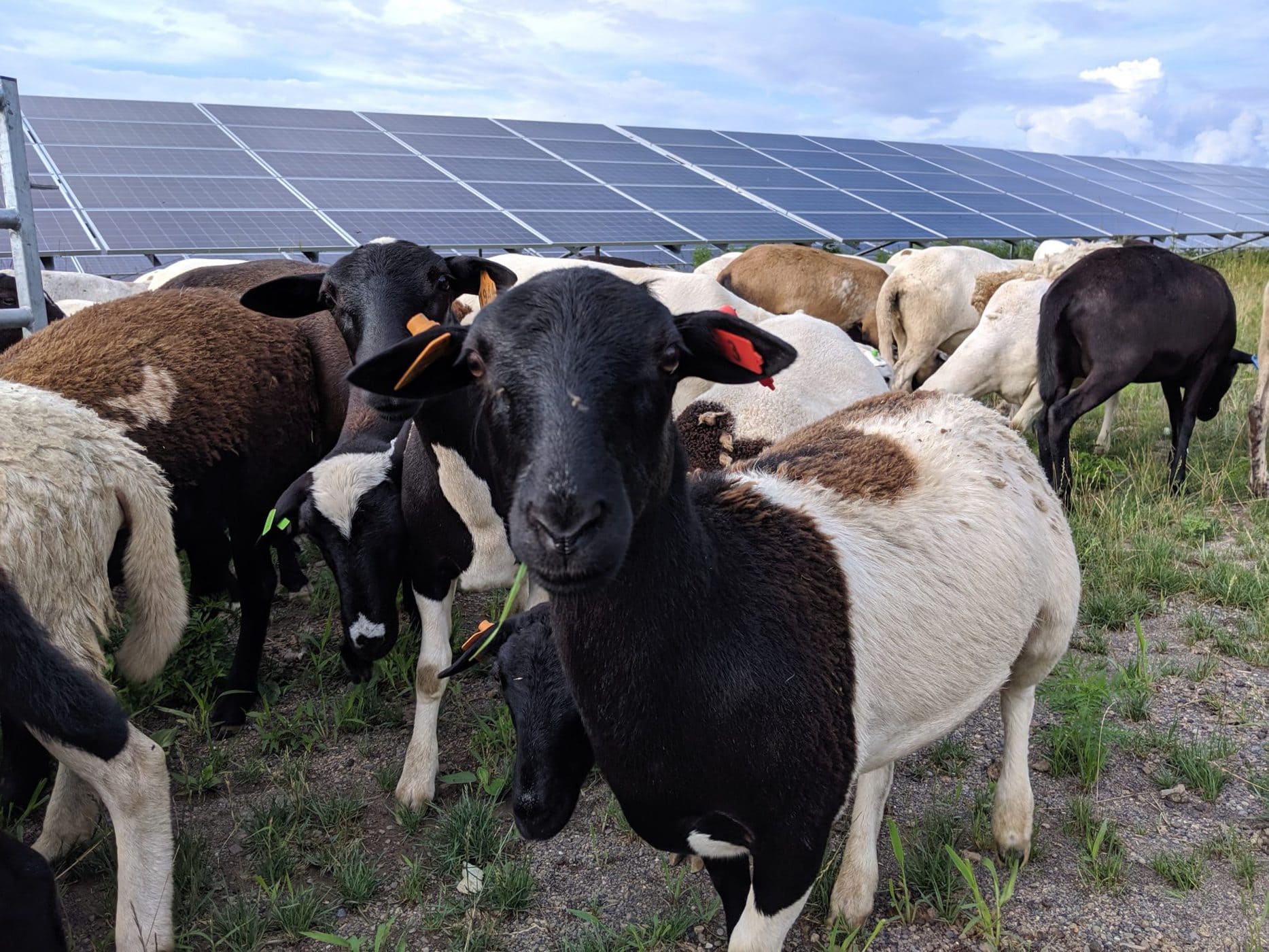 Solar Meets Sheep (and Bees, and More) - Scenic Hudson