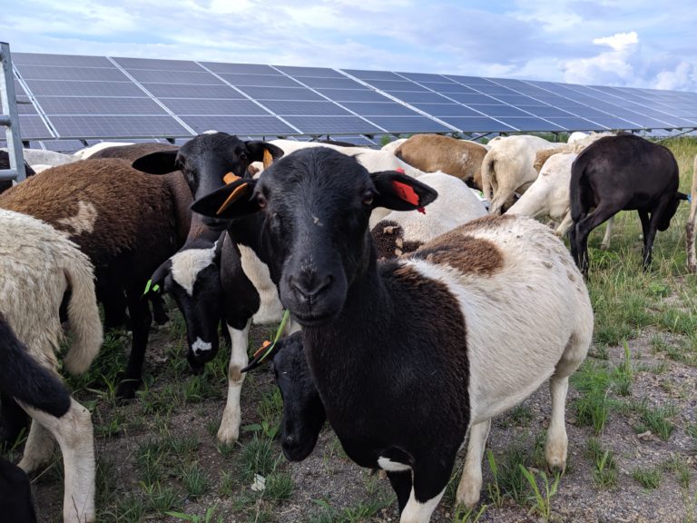 Solar Meets Sheep and Bees And More Scenic Hudson
