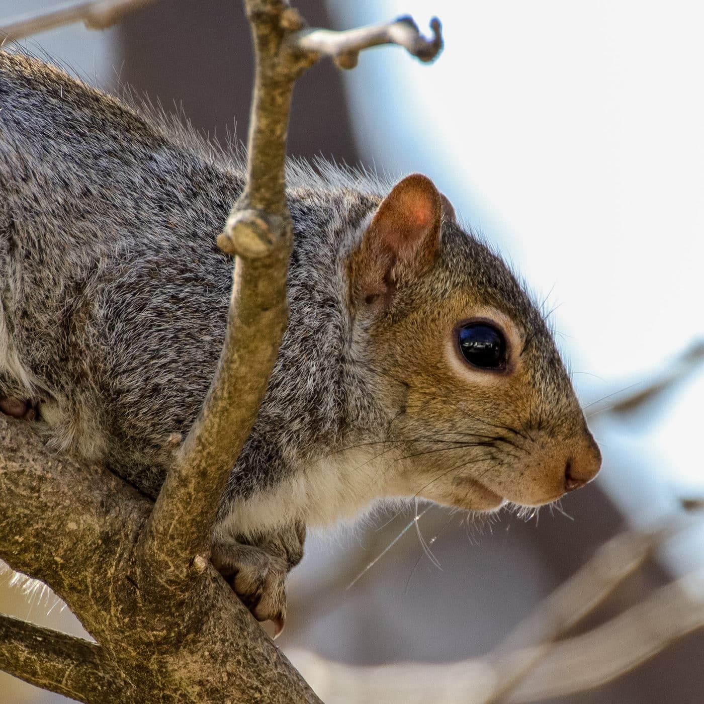 Why We're Nuts About Gray Squirrels - Scenic Hudson