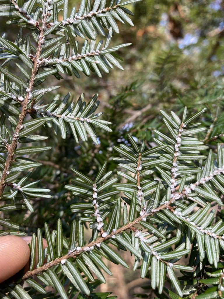 Woolly Adelgids Threaten Eastern Hemlock Trees - Scenic Hudson