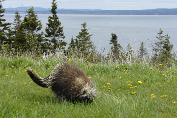 9 Wild Facts about Porcupines - Scenic Hudson