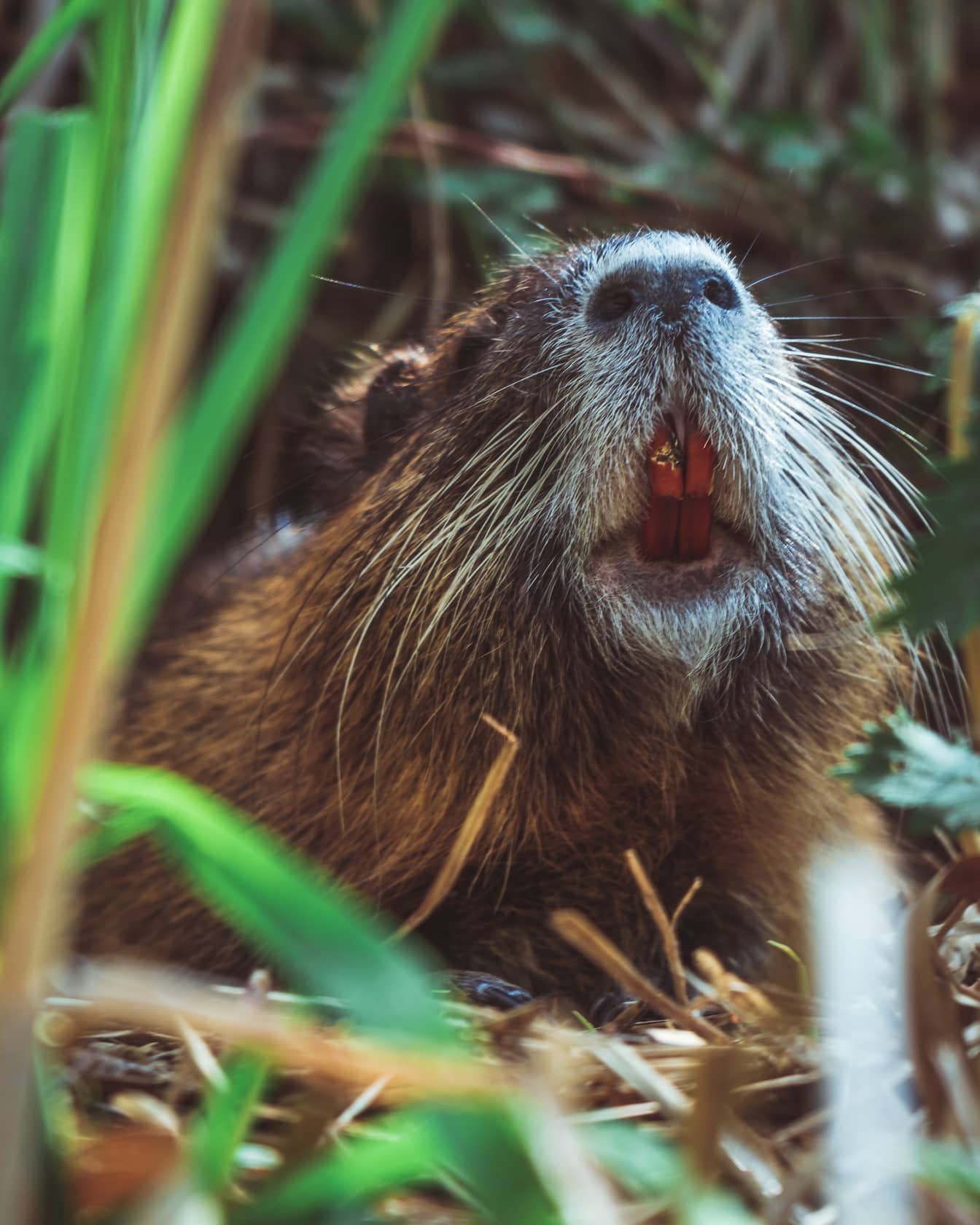 Rethinking the Humble Beaver - Scenic Hudson