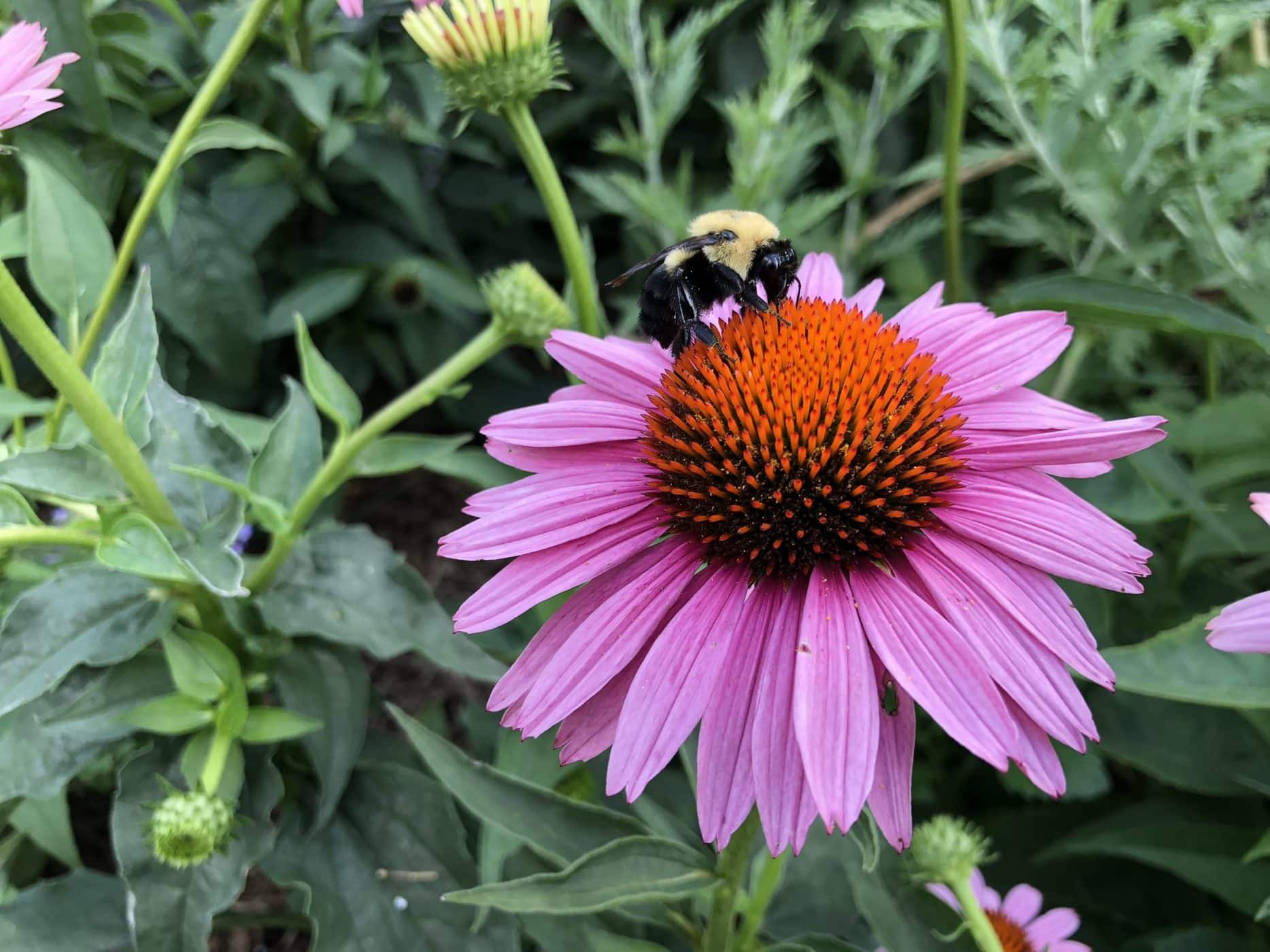 How and Why To Plant Native - Scenic Hudson