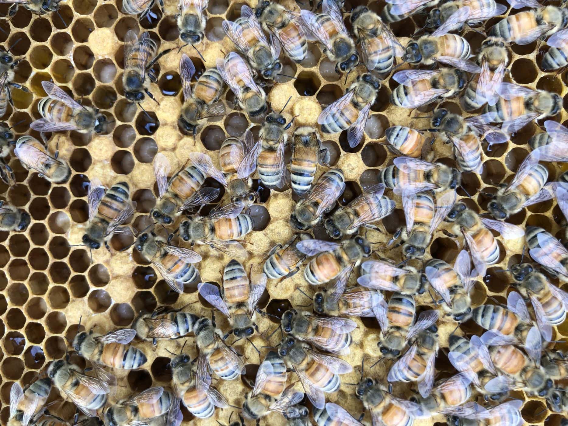 How and Why To Plant Native - Scenic Hudson