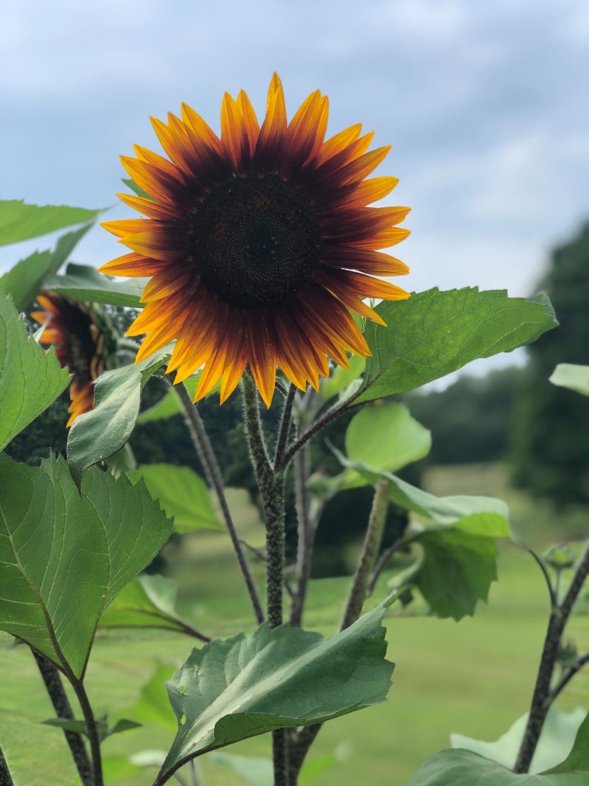 How and Why To Plant Native - Scenic Hudson