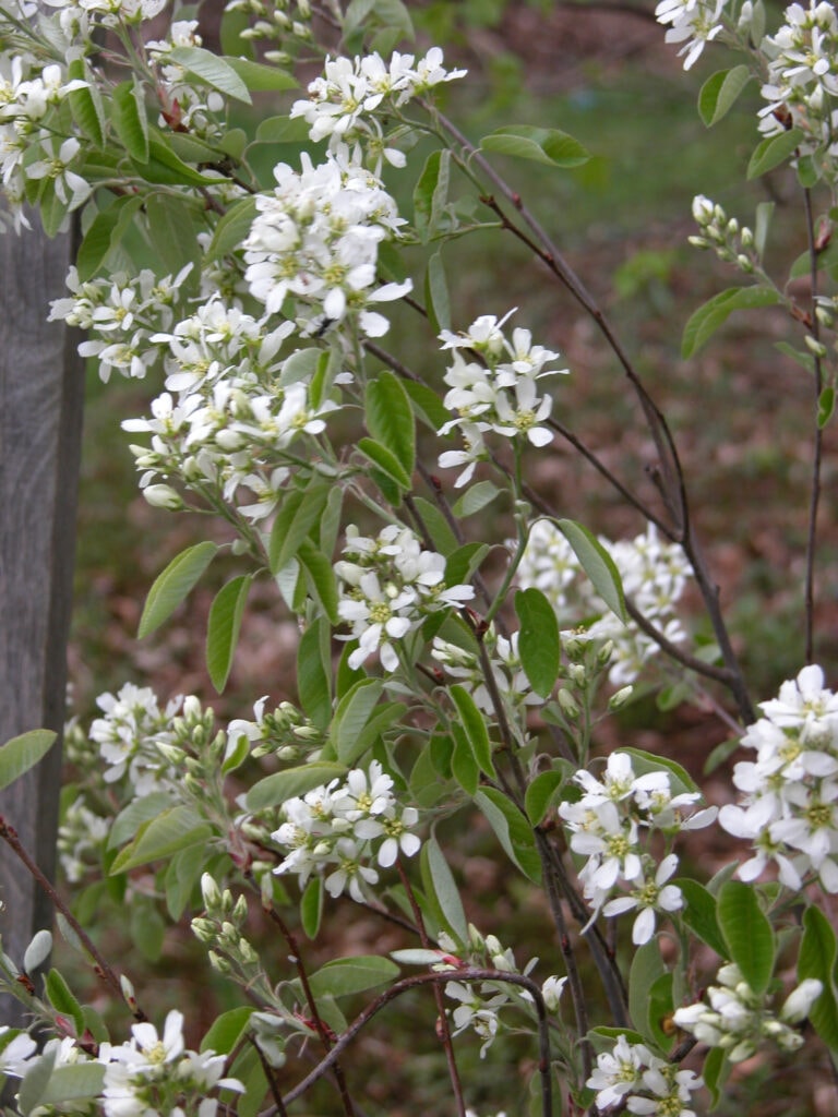 The Shad Are Running — But for How Much Longer? - Scenic Hudson