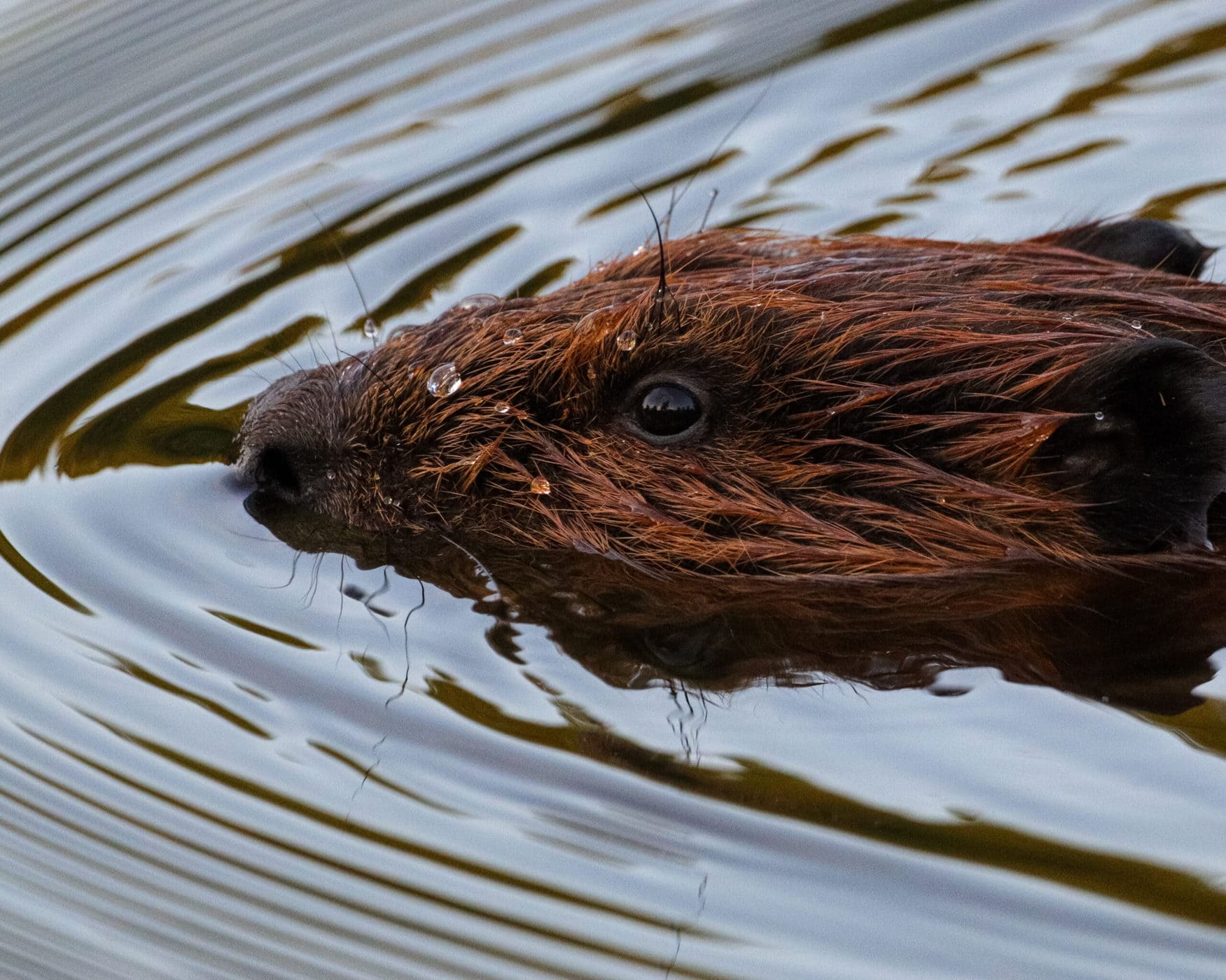 #WildlifeLove: Rethinking the Humble Beaver - Scenic Hudson