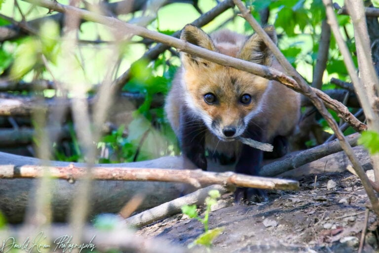 All About the Hudson Valley's Red (and Elusive Gray) Fox - Scenic Hudson