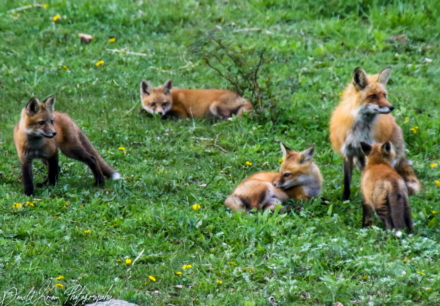 All About the Hudson Valley's Red (and Elusive Gray) Fox - Scenic Hudson