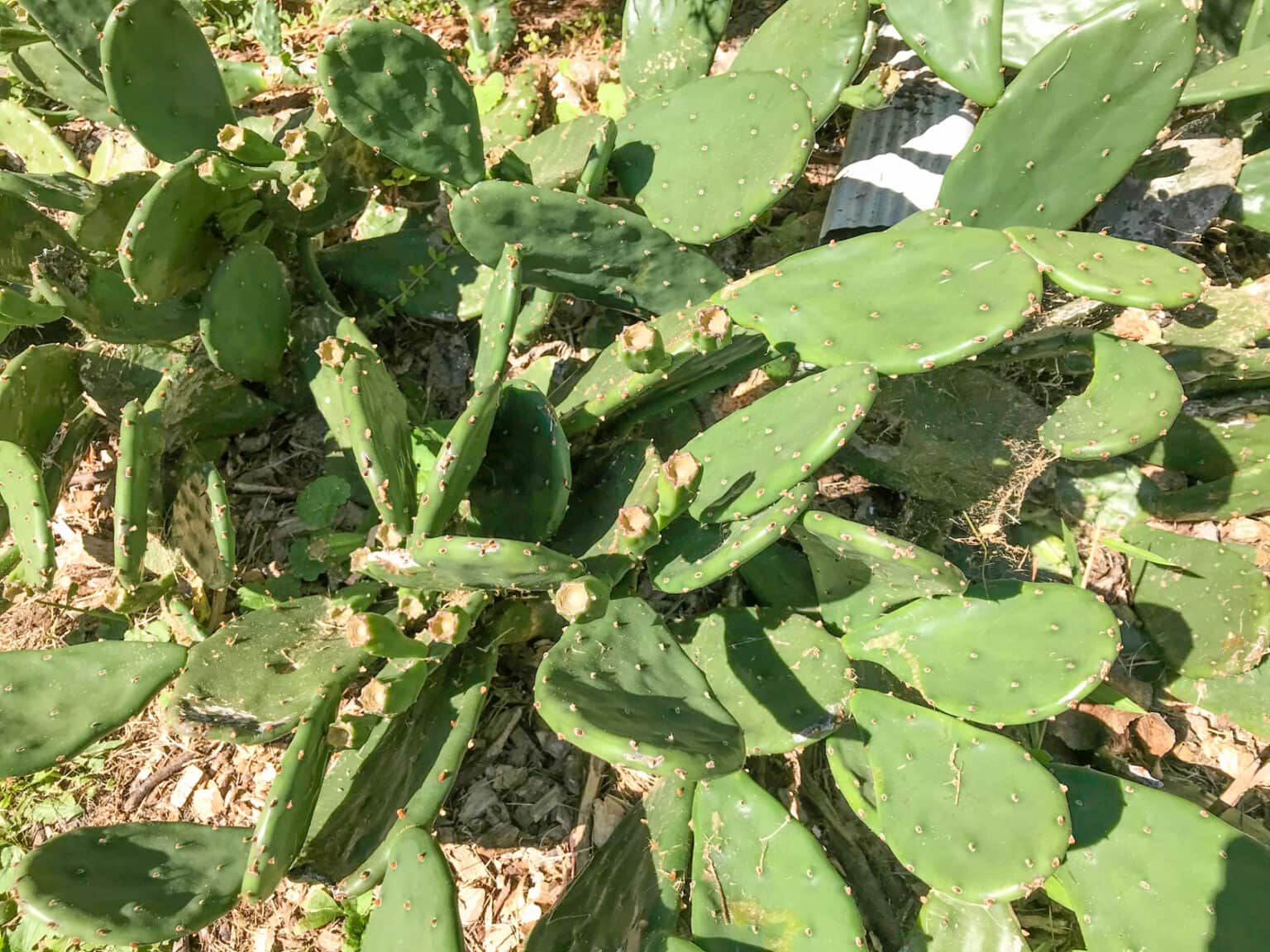 Blooming Now: The Valley's Own Native Cactus - Scenic Hudson