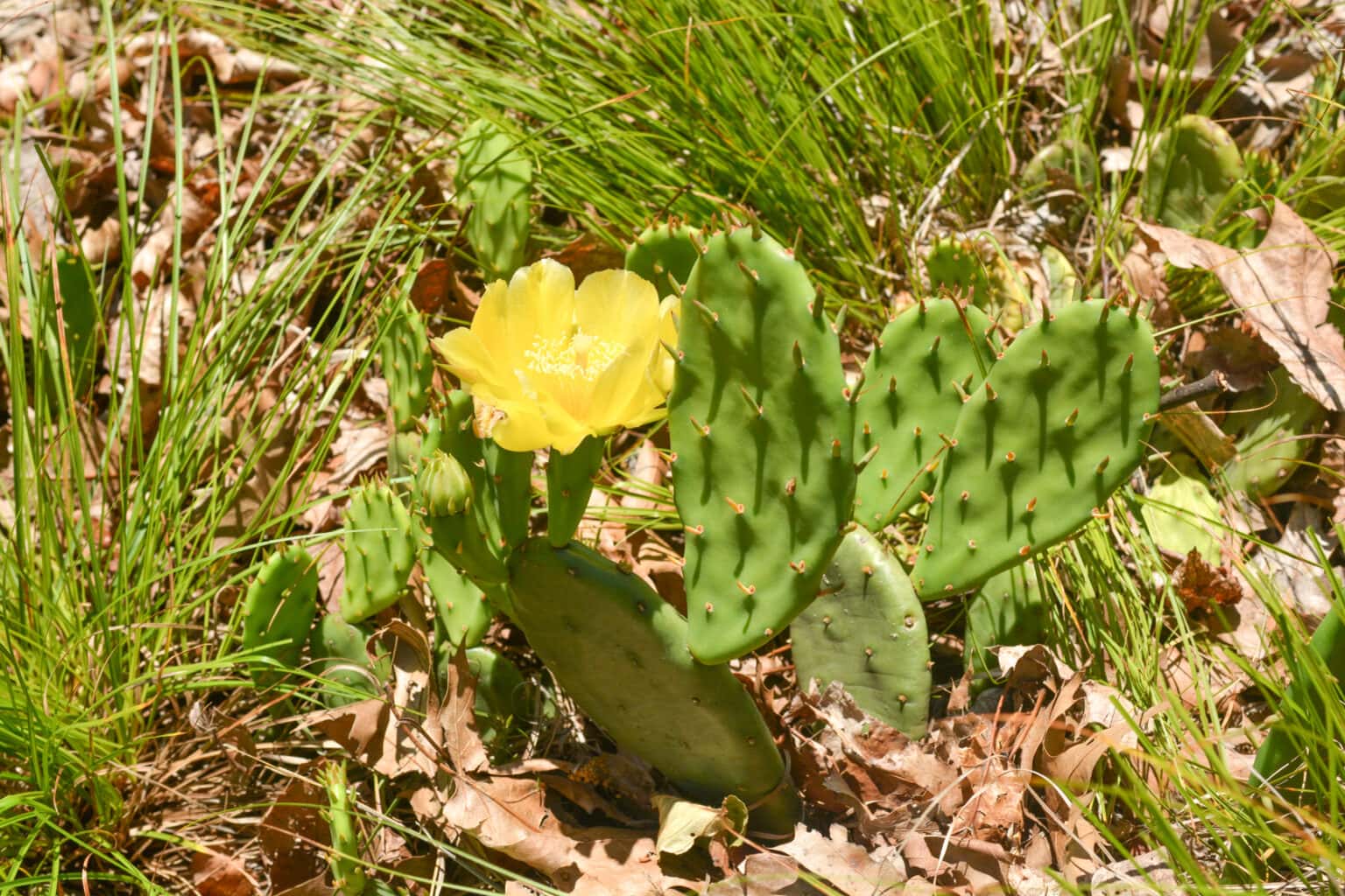 Blooming Now: The Valley's Own Native Cactus - Scenic Hudson
