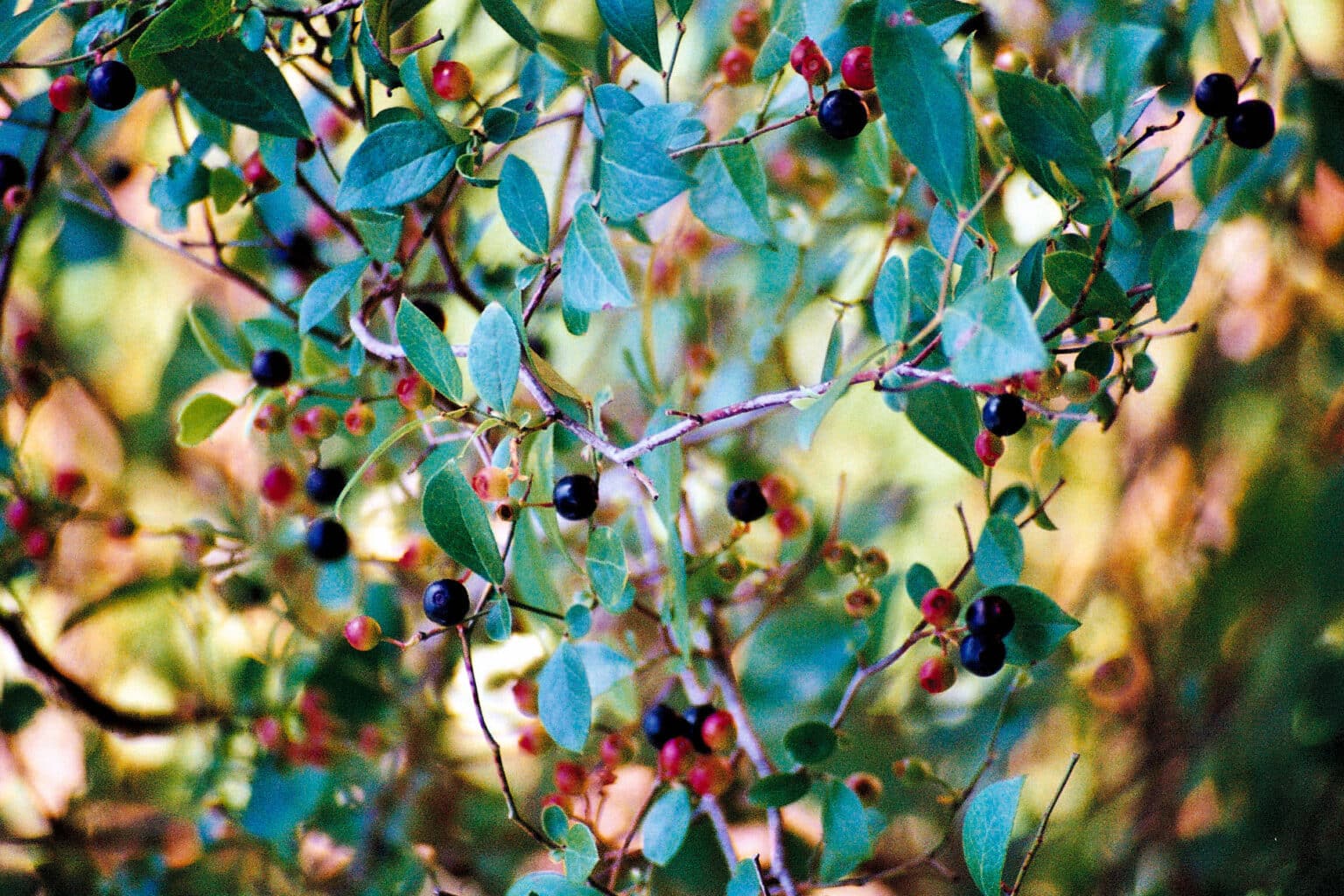 Huckleberry Picking, An Old Summer Tradition in the Shawangunks ...