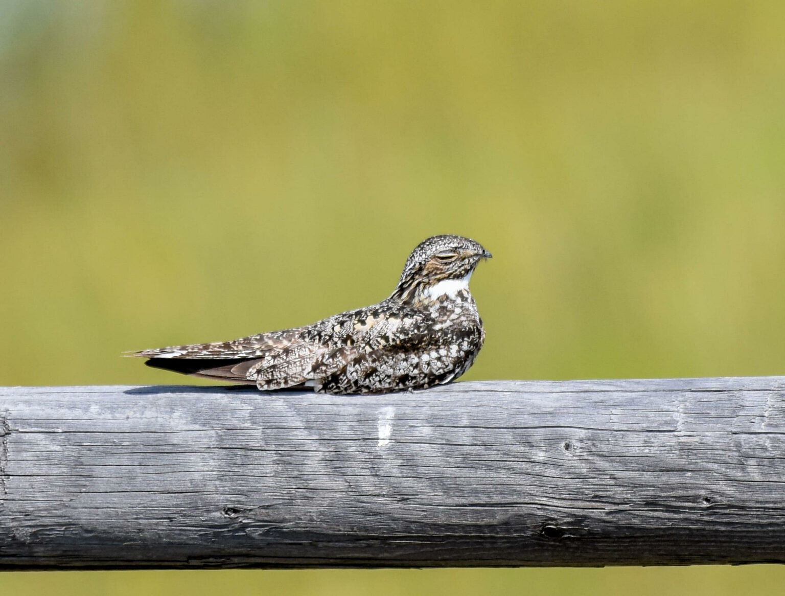 The Valley's Vanishing Nighthawks - Scenic Hudson