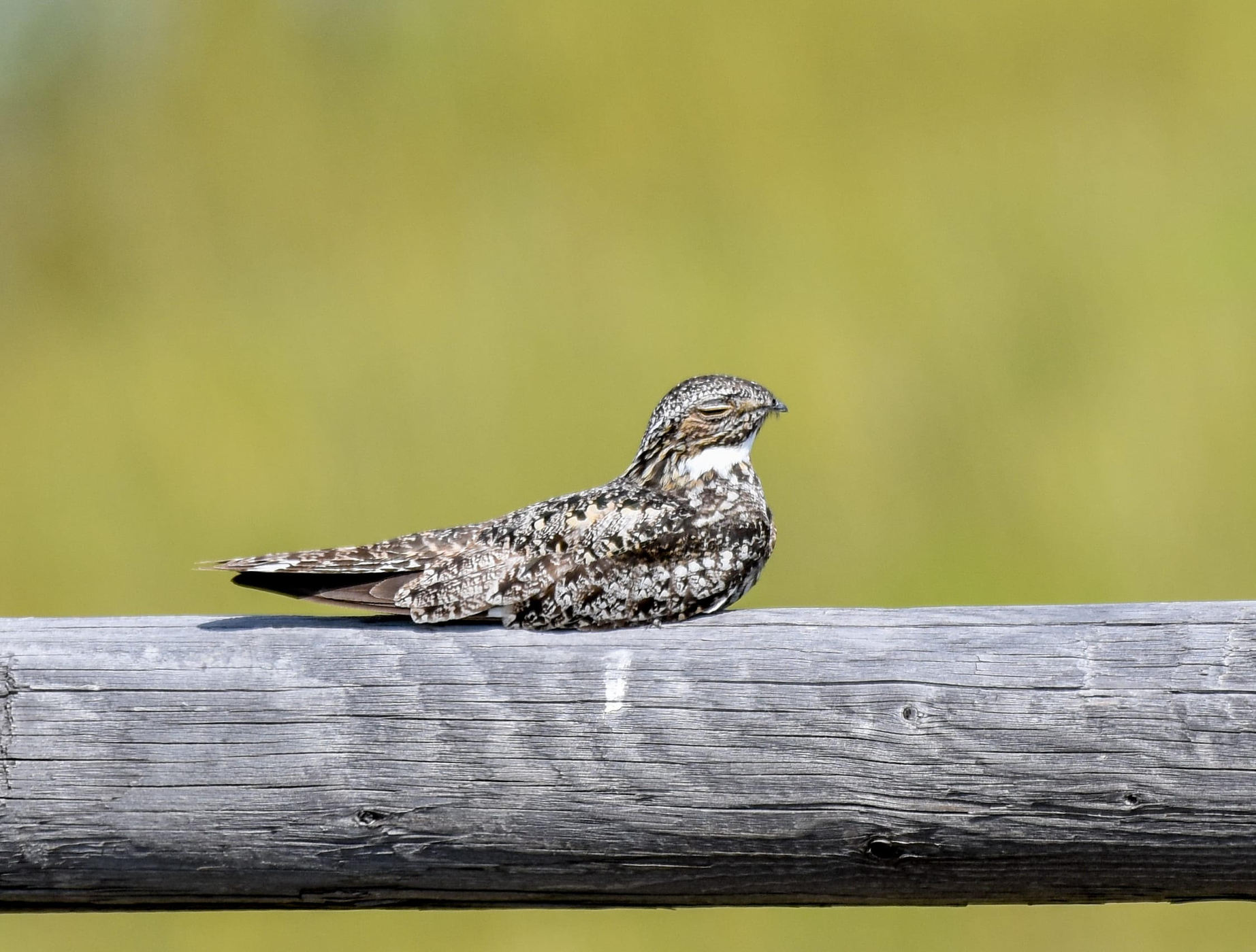 The Valley's Vanishing Nighthawks - Scenic Hudson