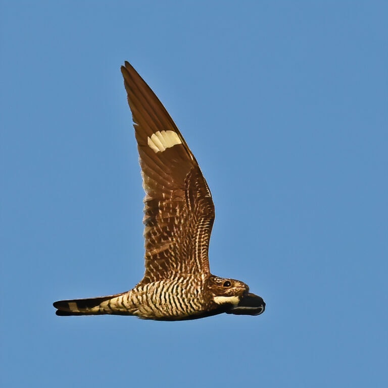The Valley's Vanishing Nighthawks - Scenic Hudson