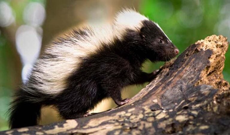 Eight Ways Skunks Might Surprise You - Scenic Hudson