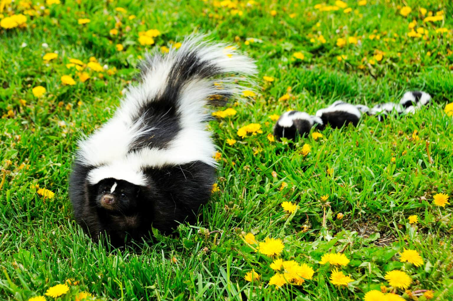 Eight Ways Skunks Might Surprise You - Scenic Hudson