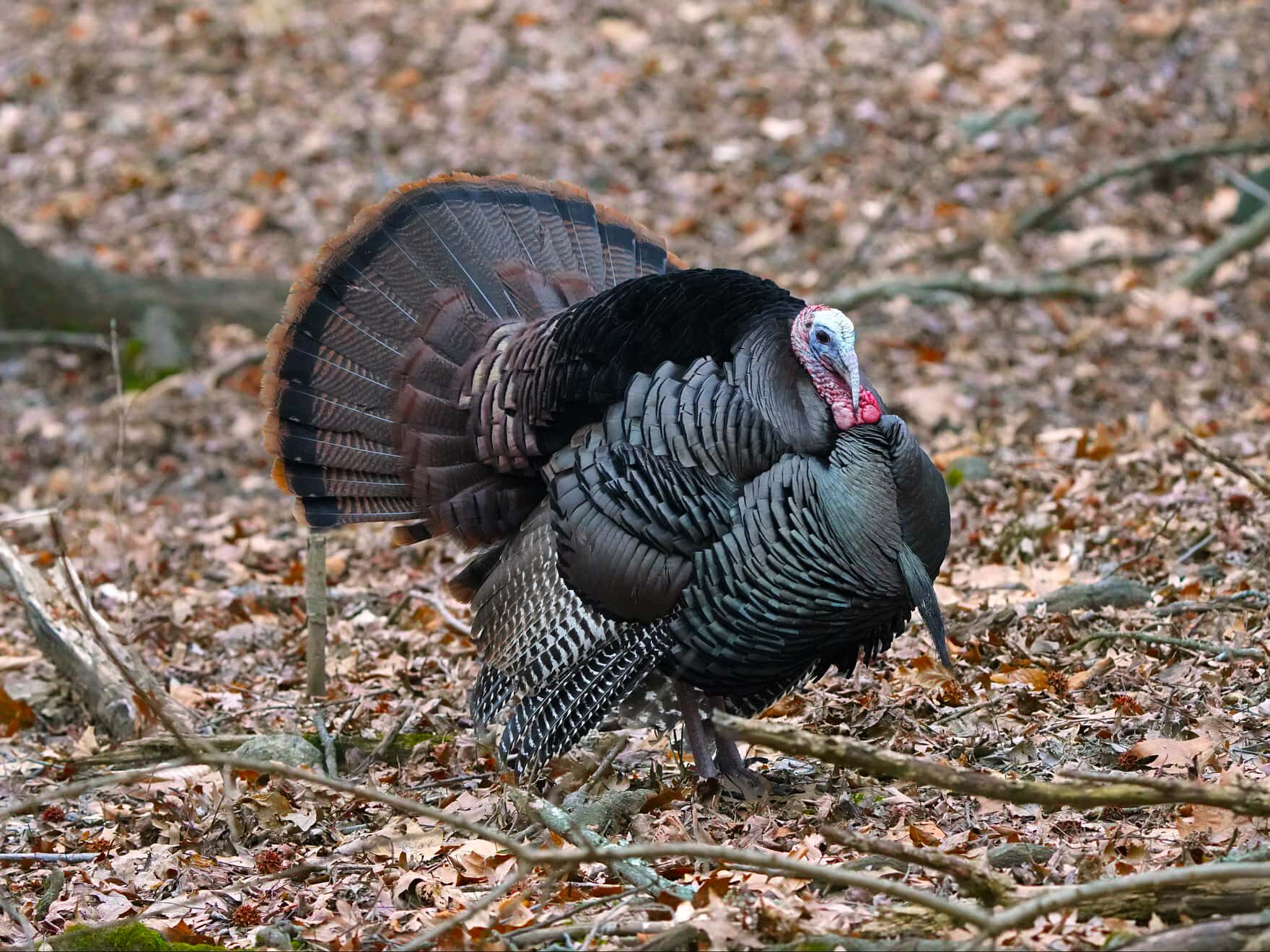 Talking Wild Turkey - Scenic Hudson