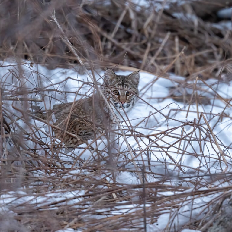 Why Bobcats Are So Fierce - Scenic Hudson