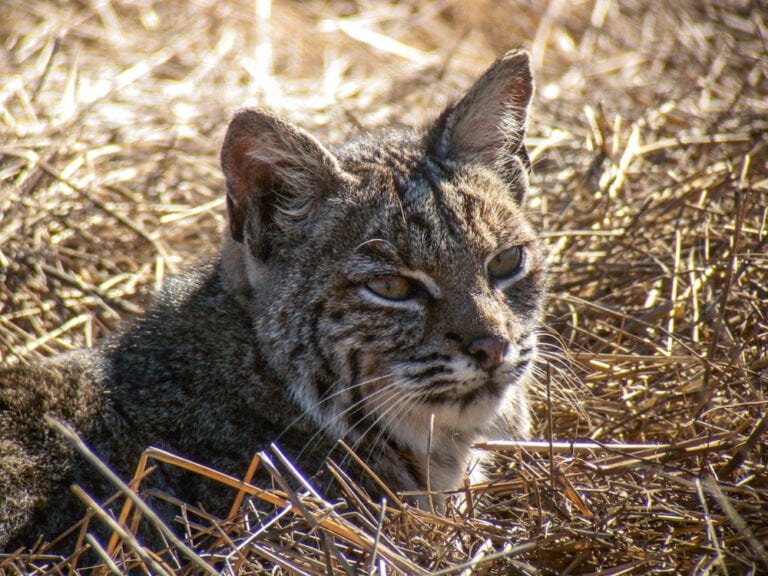Why Bobcats Are So Fierce - Scenic Hudson