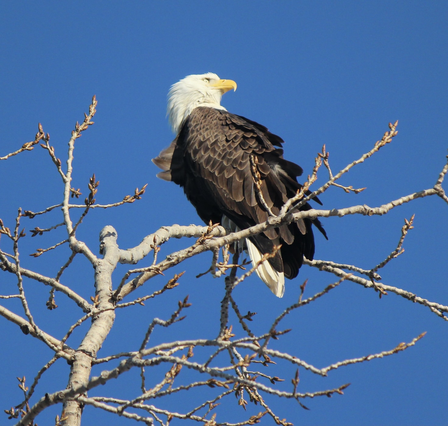 The Local Eagle-Spotting Outlook - Scenic Hudson