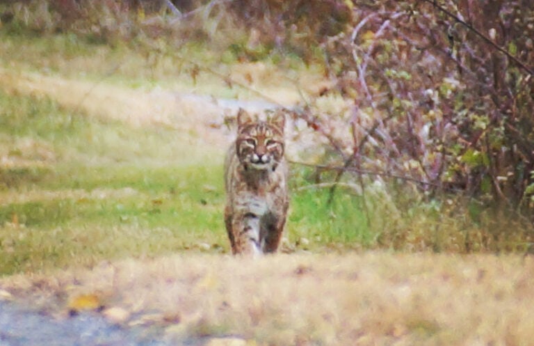 Why Bobcats Are So Fierce - Scenic Hudson