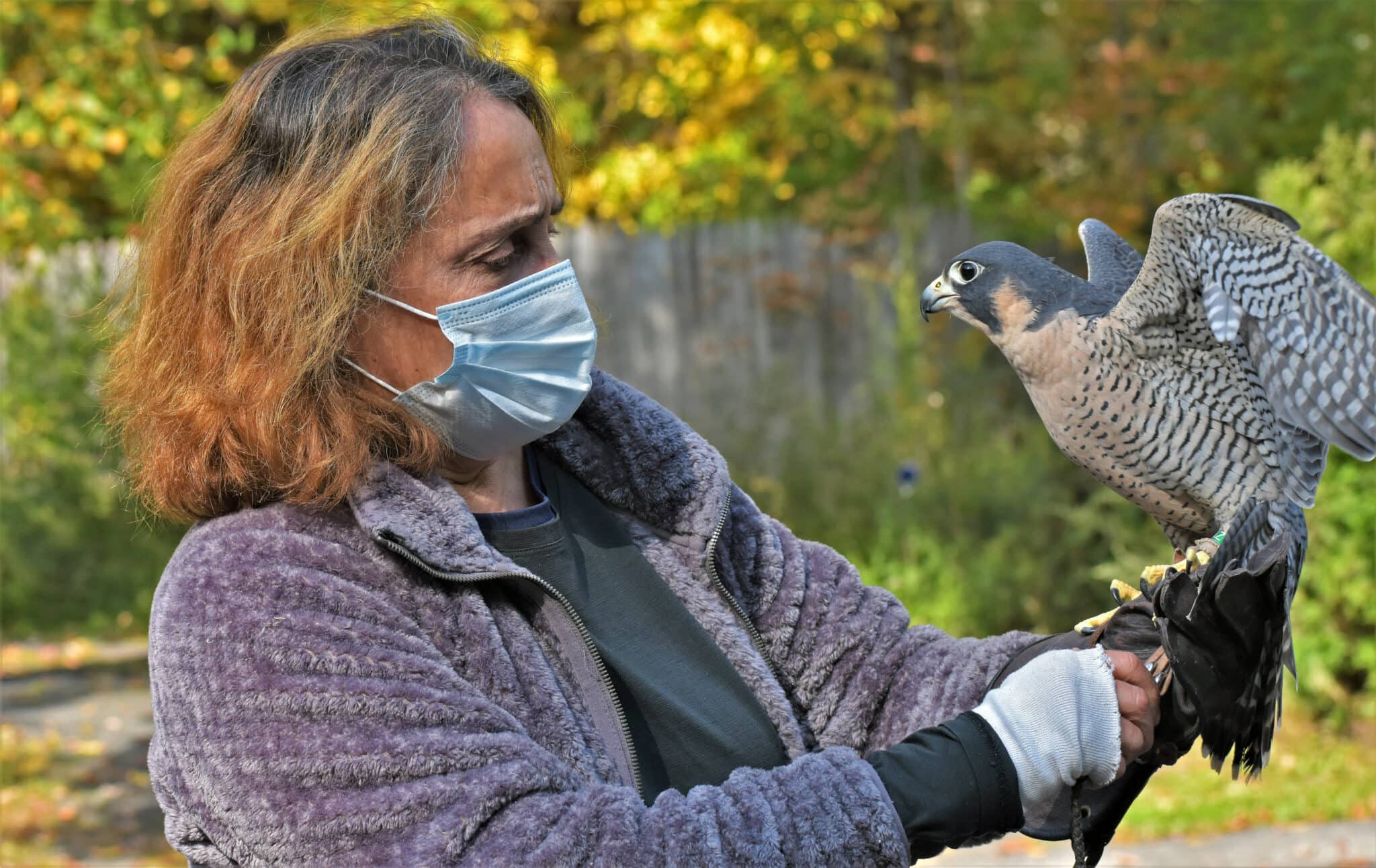 What's Next When You Find an Injured Bird - Scenic Hudson